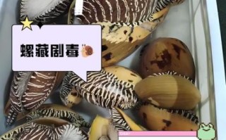 椰子螺怎么清洗_椰子螺做法视频教程 椰子螺怎么清洗_椰子螺做法视频教程