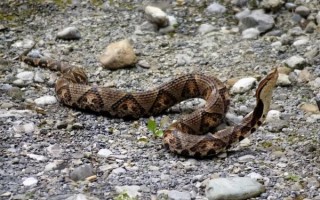 五步蛇多少钱一斤_五步蛇价格行情