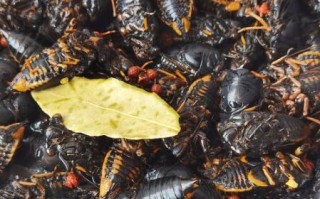 带翅膀的黑知了能吃吗_黑知了营养价值