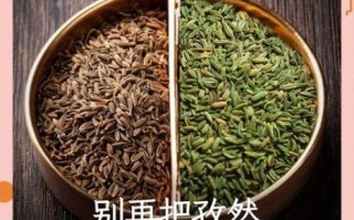 小茴香和孜然的区别_怎么区分小茴香与孜然