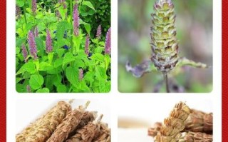 夏枯草口服液功效与作用_夏枯草口服液说明书