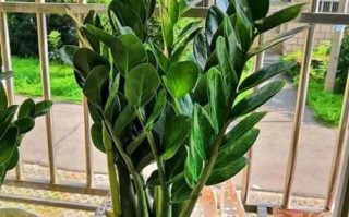 阳台化煞招财植物有哪些_如何摆放才旺财