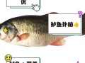 鲫鱼刺多吗_还是鲈鱼