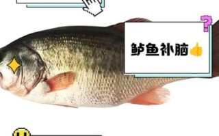 鲫鱼刺多吗_还是鲈鱼