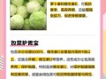 包菜的营养价值_包菜可以减肥吗