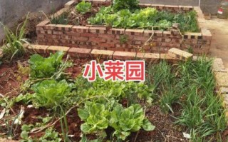 私家菜园怎么建_私家菜园种什么好