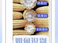 粘玉米是转基因食品吗_粘玉米和转基因玉米区别