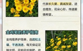 金鸡菊图片大全高清_金鸡菊和波斯菊的区别