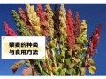 藜麦怎么读_藜麦的正确读音是什么