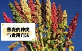 藜麦怎么读_藜麦的正确读音是什么
