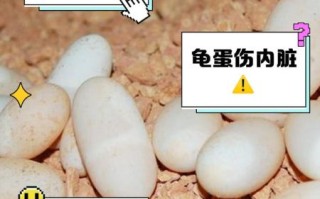 女人为什么不能吃乌龟_乌龟对女人有什么危害