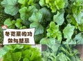 冬菜是什么菜_冬菜图片长什么样