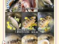 鲫鱼汤怎么熬奶白_鲫鱼汤怎么去腥味