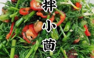 小茴香怎么吃_小茴香做法大全