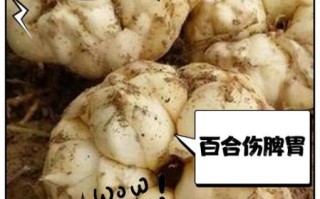 鲜百合哪些人不能吃_鲜百合禁忌人群