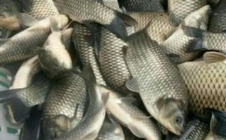 青鱼10斤以上多少钱_青鱼10斤以上价格行情