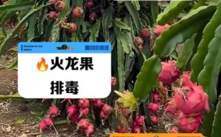 女人吃火龙果有什么好处_女人吃火龙果能减肥吗