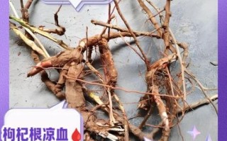 枸杞根的功效与作用_枸杞根怎么吃最好