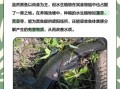 黑鱼吃什么长得快_黑鱼饲料配方