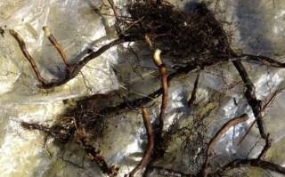 蕨菜根图片_蕨菜根长什么样