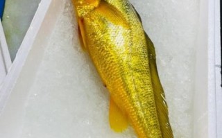 100斤大黄鱼多少钱_100斤大黄鱼怎么保存 100斤大黄鱼多少钱_100斤大黄鱼怎么保存