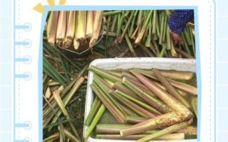 茭白笋怎么保存_茭白笋怎么炒才脆