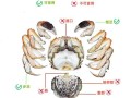 母螃蟹肚子怎么看_母蟹蟹黄在哪个部位