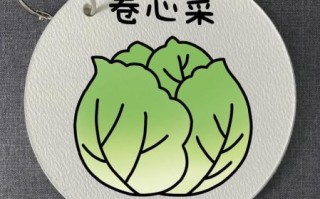 卷心菜简笔画怎么画_卷心菜图片简笔画教程