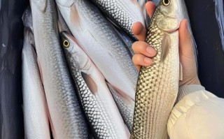 梭子鱼图片大全_如何辨别真假