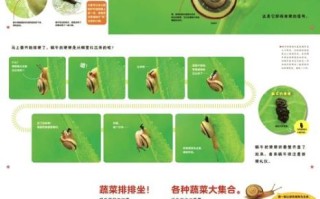 蜗牛吃什么_怎么养