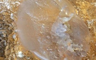 海蜇是什么_海蜇是水母吗