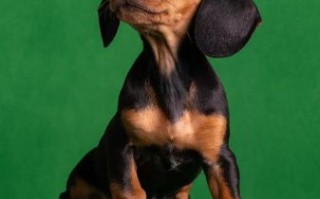 腊肠犬幼犬怎么喂养_腊肠犬幼犬价格多少钱
