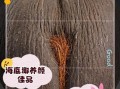 海椰子是什么_海椰子怎么吃