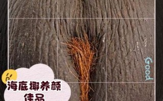 海椰子是什么_海椰子怎么吃