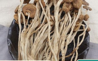 茶树菇怎么挑选_茶树菇和香菇的区别