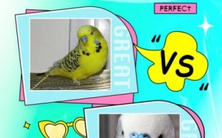 虎彩云印是什么_虎彩云印怎么用