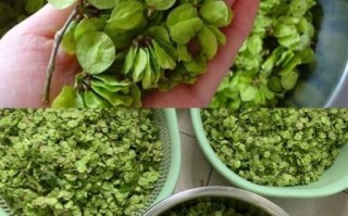 晒干的榆钱有什么功效_怎么吃最好