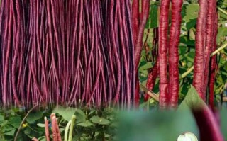 红豇豆图片大全大图_红豇豆怎么挑选