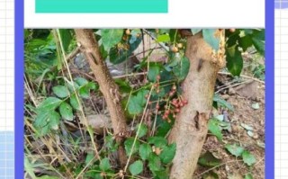 花椒树怎么种植_花椒树几年结果