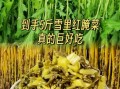 雪菜的营养价值及功效_雪菜怎么吃最健康