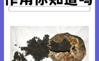 麝香是什么东西_麝香的功效与作用