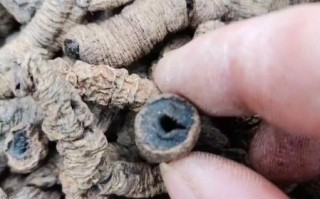 巴戟天吃一次就硬了_真的还是假的