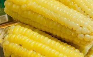 鲜玉米棒煮多久能熟_鲜玉米棒煮多长时间最好吃