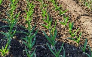 露地青蒜苗怎么种_露地青蒜苗种植技术