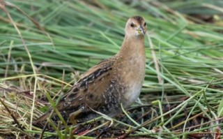 野生田鸡多少钱一斤_野生田鸡价格行情
