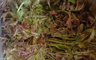 腌香椿咸菜的做法大全_香椿咸菜怎么保存