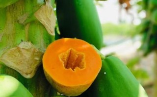 牛奶木瓜怎么做丰胸_木瓜牛奶丰胸效果好吗