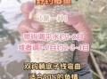 钓鲤鱼用什么饵料_钓鲤鱼怎么调漂