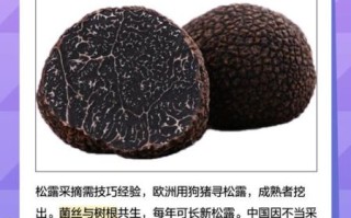 十大最贵蘑菇有哪些_为什么松露价格居高不下