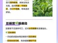 豆瓣菜是什么_豆瓣菜怎么吃